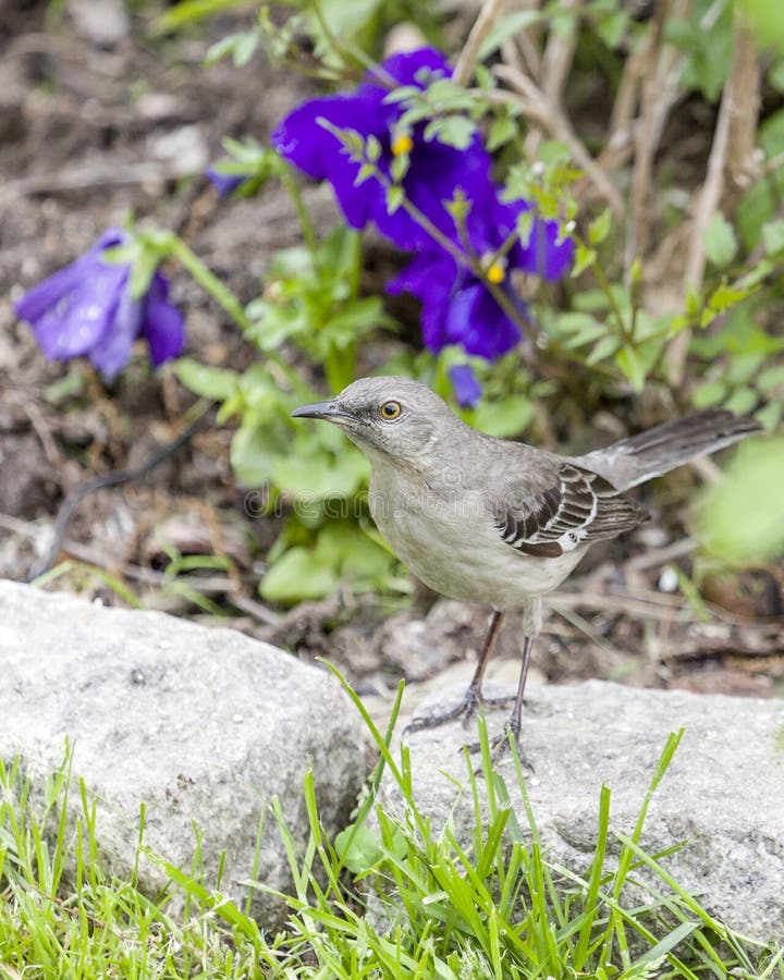 Mockingbird Perched on Belgian Block Stock Image - Image of northern ...