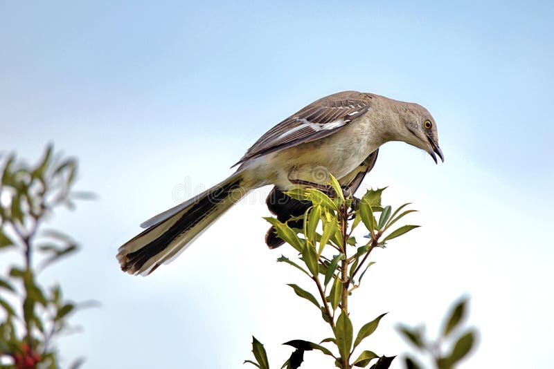 Mockingbird stock photo. Image of bird, branch, mockingjay - 112534430