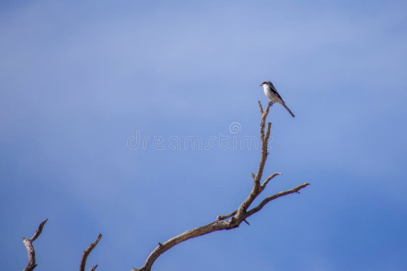 295 Mockingbird White Background Stock Photos - Free & Royalty-Free ...