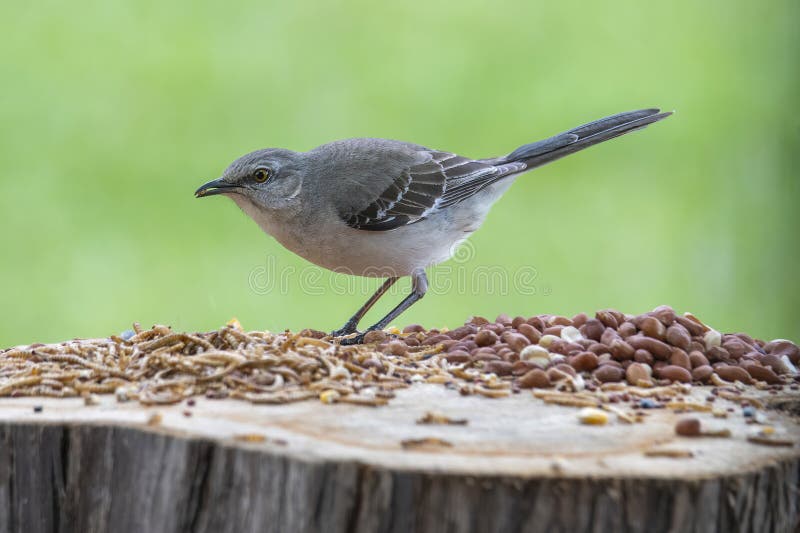 Mockingbird Perched on a Trre Branch Stock Photo - Image of branch ...