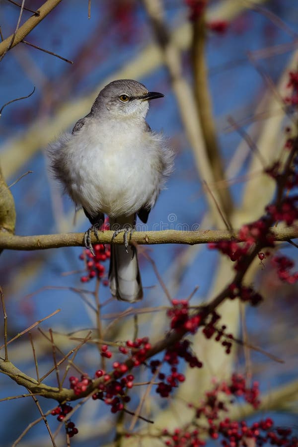 Mockingbird stock photo. Image of closeup, environment - 80279846
