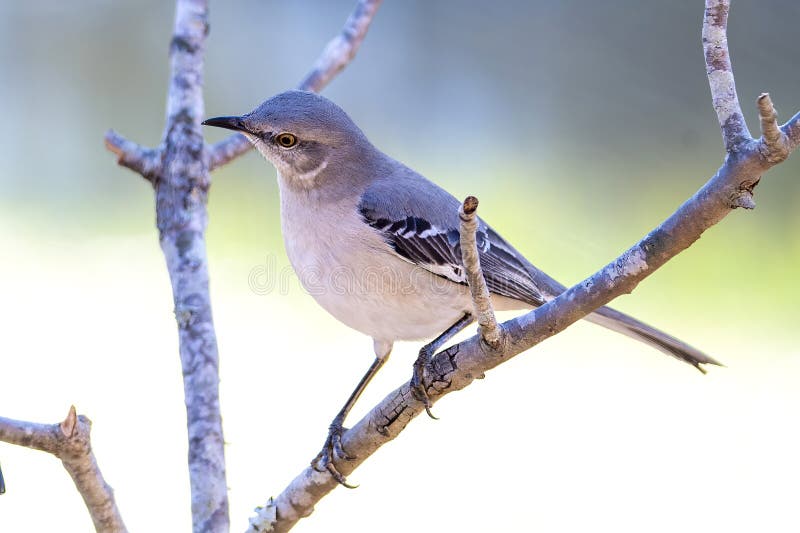 Stock Photos and Images Uploaded on January 19th, 2026