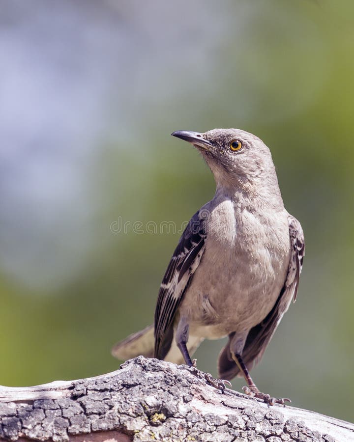 Mockingbird Perched on Tree Branch Stock Photo - Image of perched ...