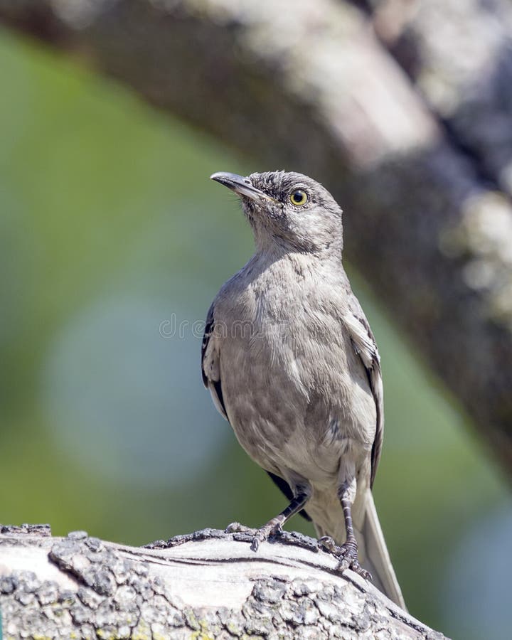 Mockingbird Perched on Tree Branch Stock Image - Image of songbird ...