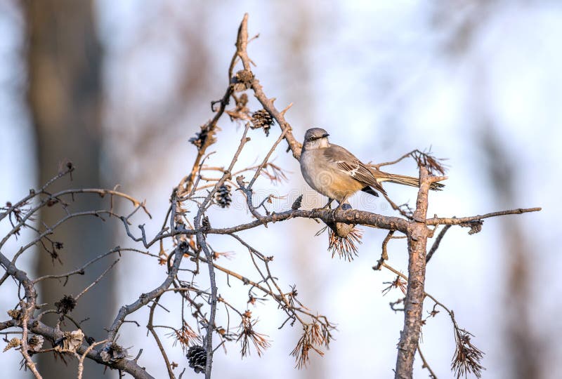 Mockingbird in a Pine Tree stock photo. Image of creative - 49416440