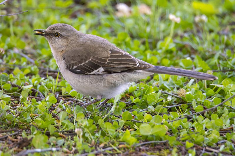 Mockingbird Perched on a Trre Branch Stock Image - Image of perched ...