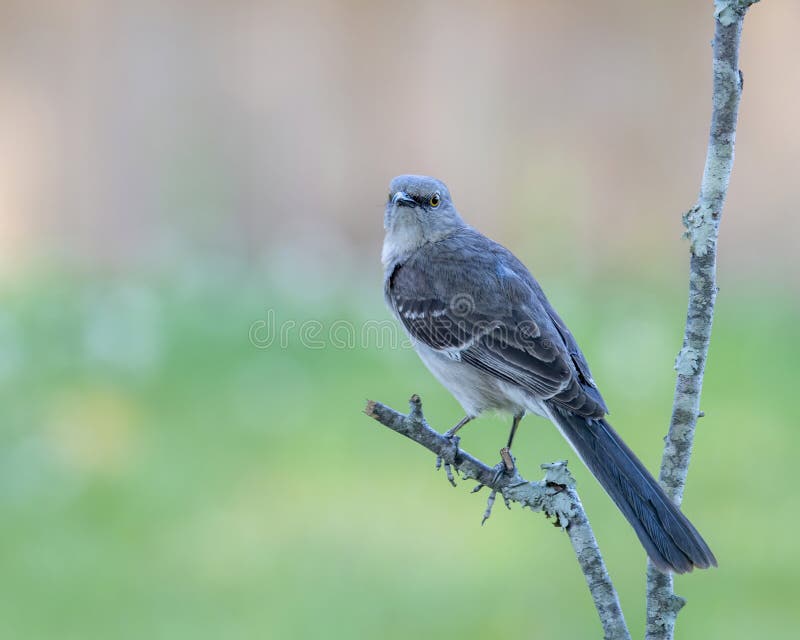 Mockingbird Perched on a Trre Branch Stock Photo - Image of branch ...
