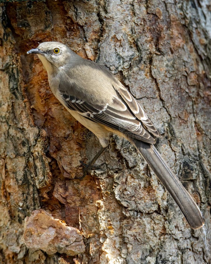 Mockingbird Perched on a Trre Branch Stock Image - Image of ...