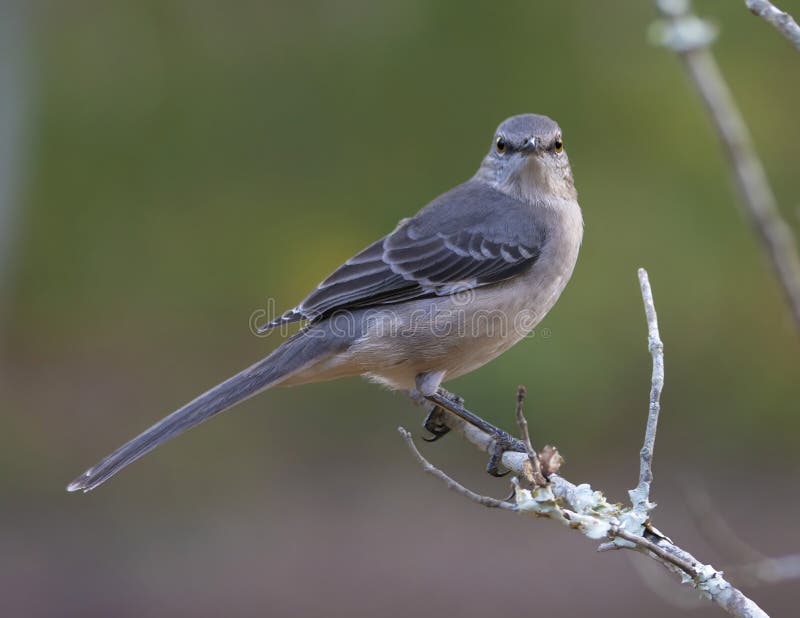 Mockingbird Perched on a Trre Branch Stock Photo - Image of branch ...