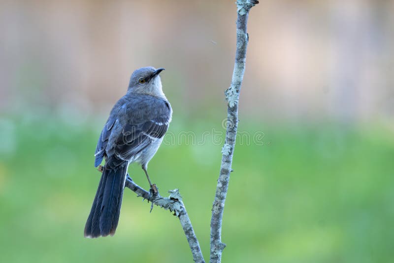 Mockingbird Perched on a Trre Branch Stock Photo - Image of branch ...