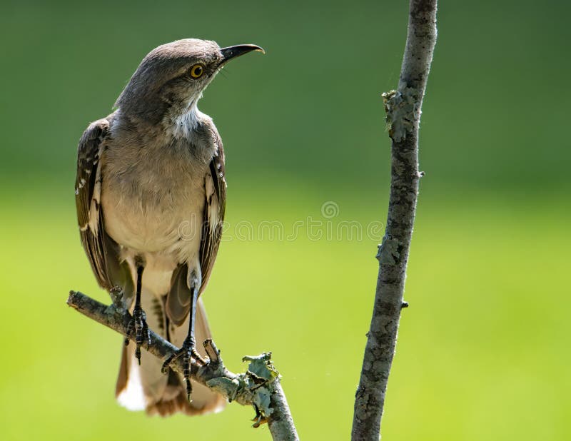 Mockingbird Perched on a Trre Branch Stock Photo - Image of branch ...