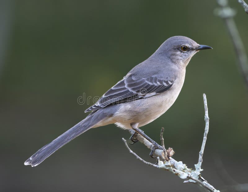 Mockingbird Perched on a Trre Branch Stock Photo - Image of branch ...