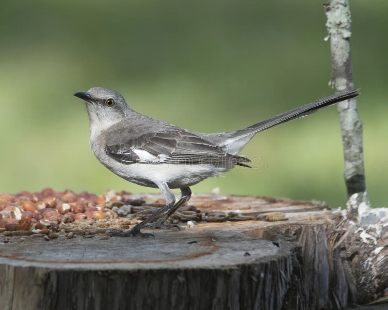 Mockingbird Perched on a Trre Branch Stock Photo - Image of branch ...