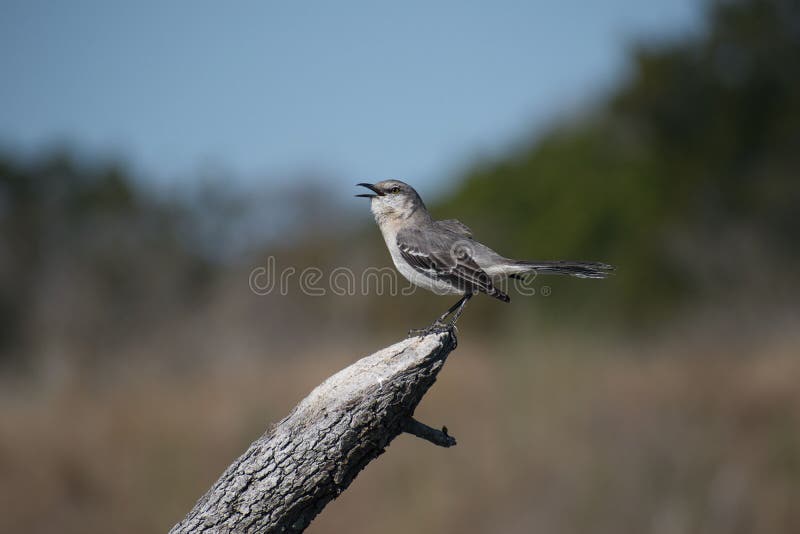 Mockingbird Perching on Tree Bark Stock Photo - Image of outdoor, beak ...