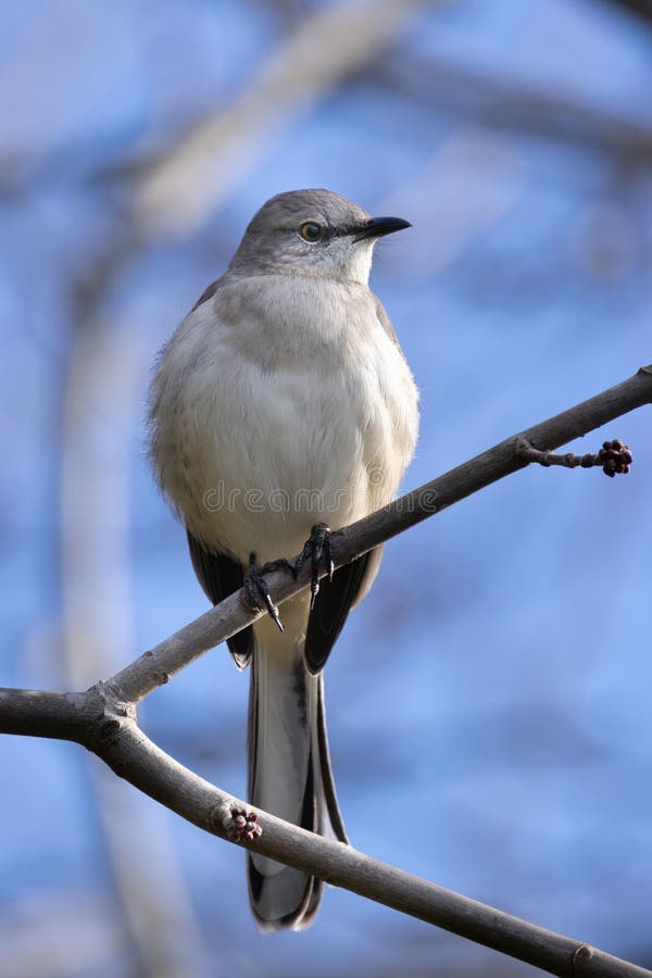 Mockingbird Resting on a Tree Branch Stock Photo - Image of nature ...