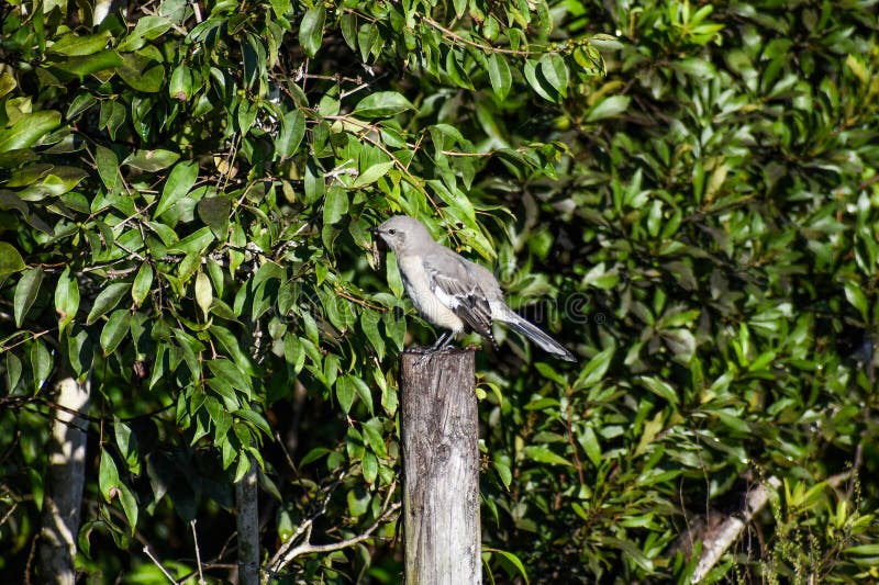 Mockingbird Singing on a Tree in the Swamp Stock Photo - Image of ...