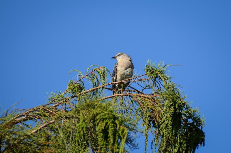 Mockingbird Singing on a Tree in the Swamp Stock Photo - Image of mimus ...