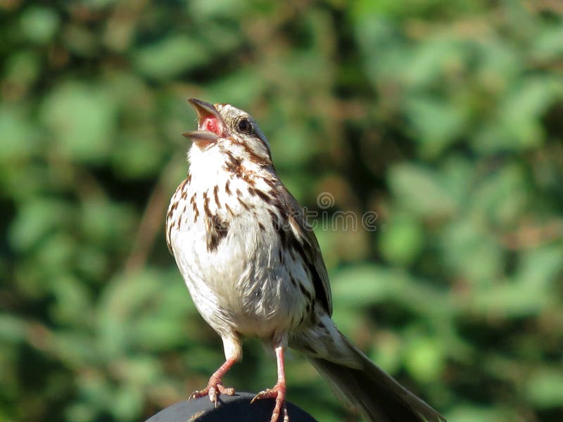 Mockingbird in the Summer Garden in June Stock Photo - Image of garden ...