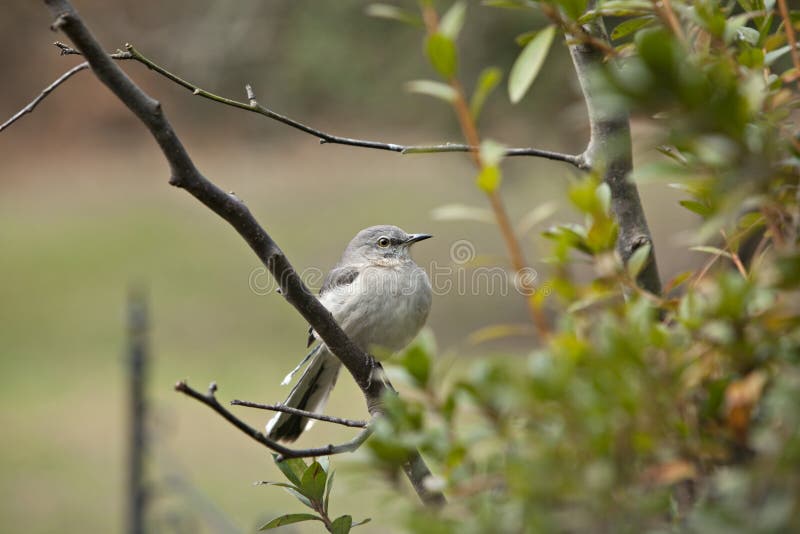 Mockingbird in tree stock photo. Image of wing, branch - 12160982