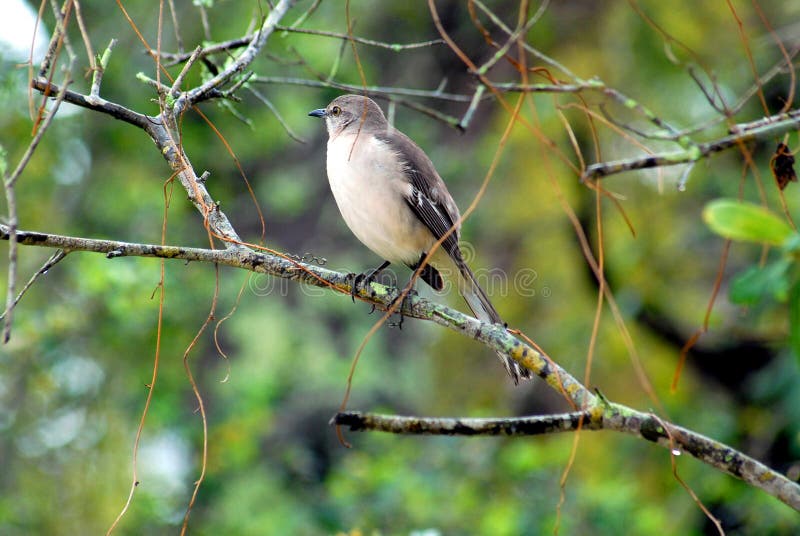 Mockingbird in tree stock photo. Image of wing, branch - 12160982