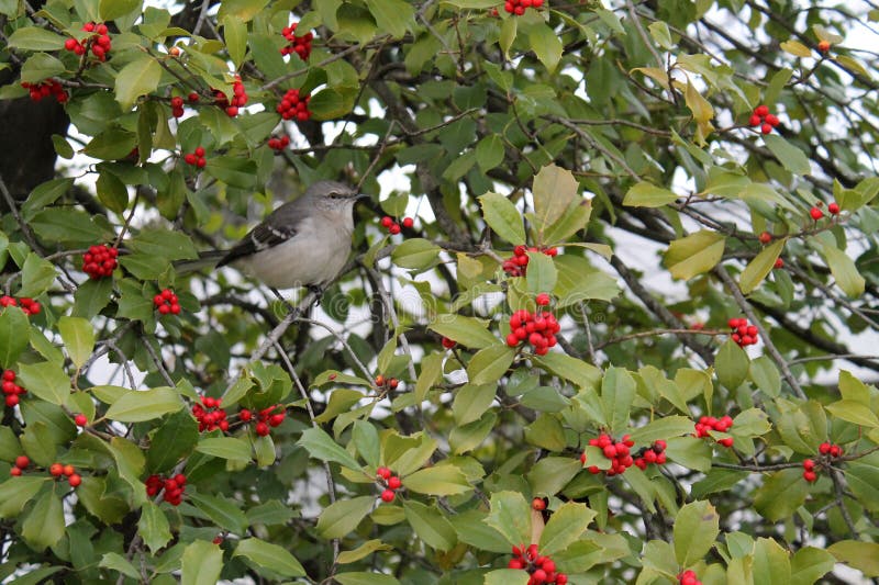Mockingbird in tree stock photo. Image of camera, branch - 47029090