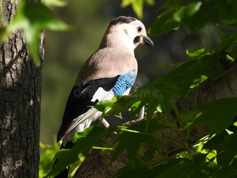 Bird Mockingjay Stock Photos - Free & Royalty-Free Stock Photos from ...