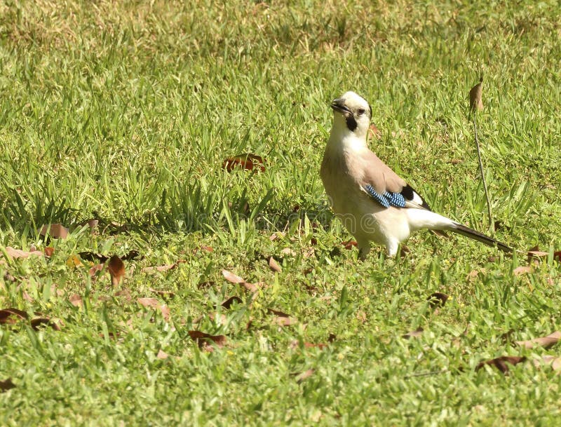 Bird the mockingjay stock image. Image of bird, bright - 68278813