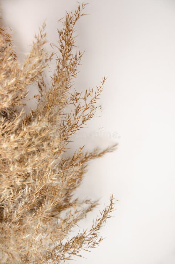 Mockup with Empty Dried Reed Grass on White Background with Shadow and ...