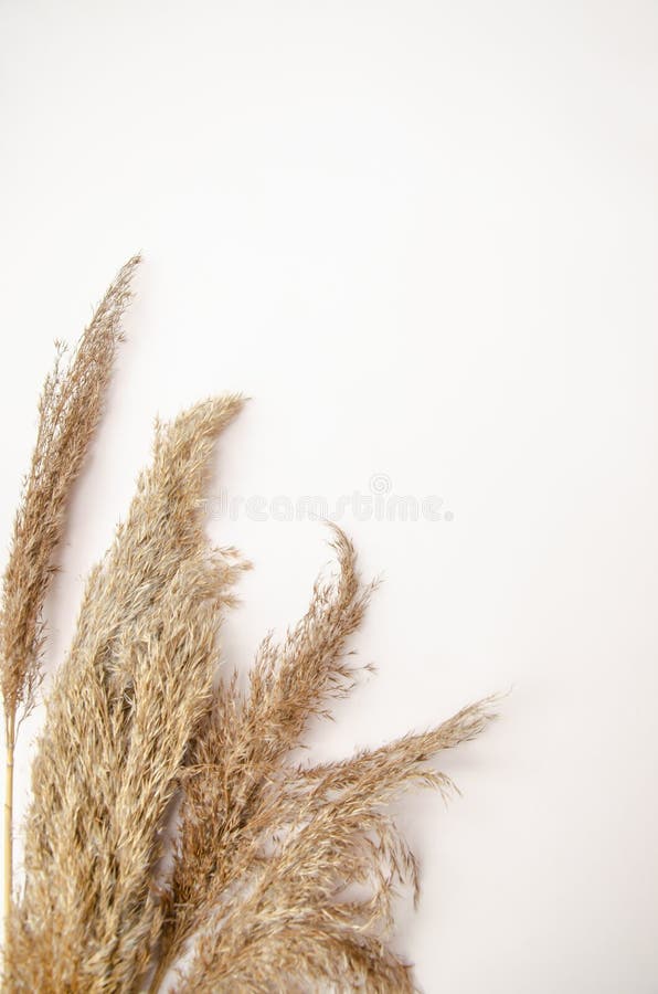 Mockup with Empty Dried Reed Grass on White Background with Shadow and ...
