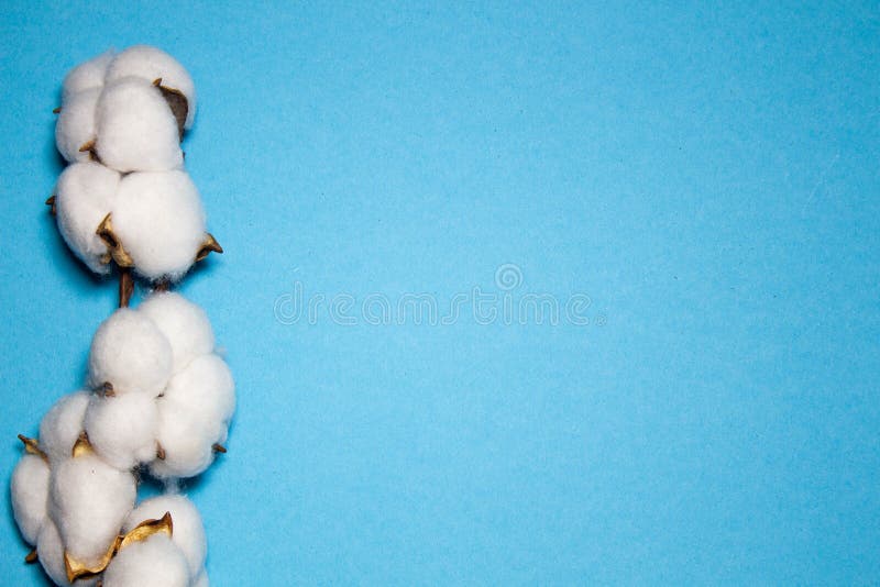 Mockup for Text on Blue Background with Cotton Branch. Style. Stock ...