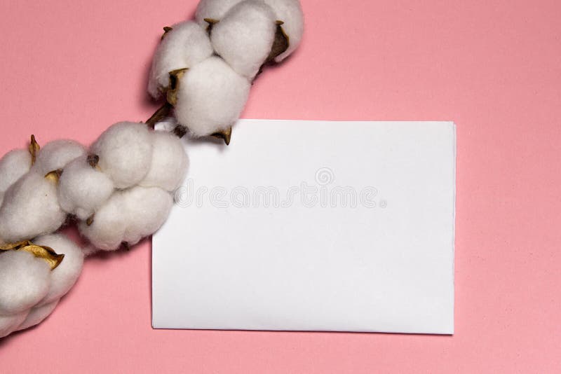 Mockup for Text on Pink Background with Cotton Branch. Style. Stock ...