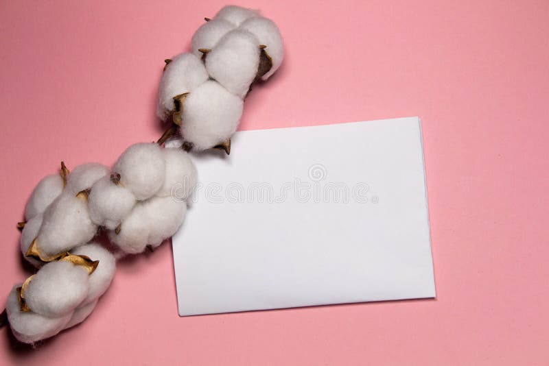 Mockup for Text on Pink Background with Cotton Branch. Style. Stock ...