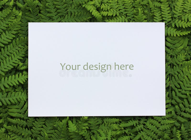 Mockup White Sheet of Cardboard on Fern Leaves Stock Photo - Image of ...