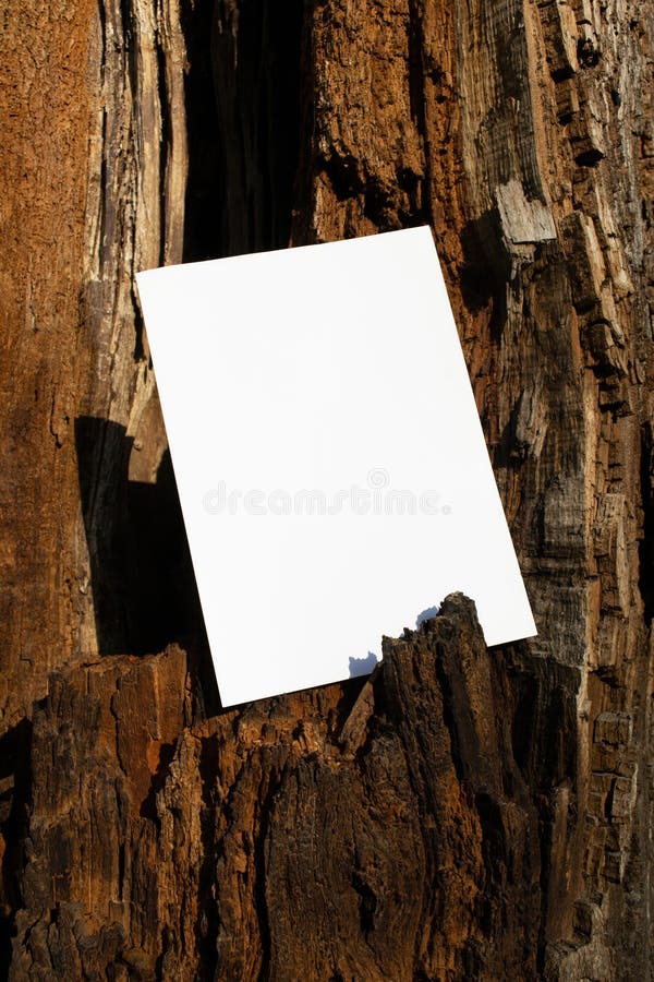 Mockup of a White A4 Sheet of Paper on the Red Bark of a Tree Trunk ...