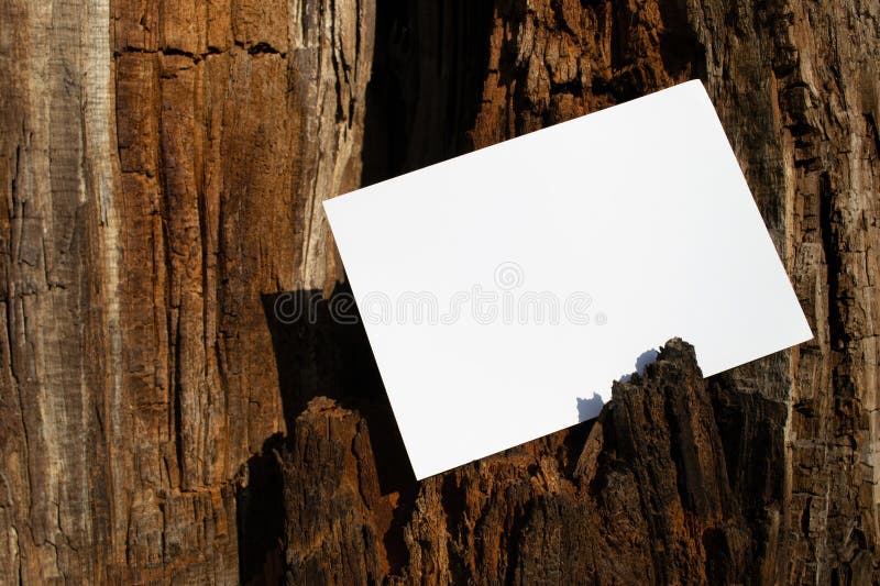 Mockup of a White A4 Sheet of Paper on the Red Bark of a Tree Trunk ...