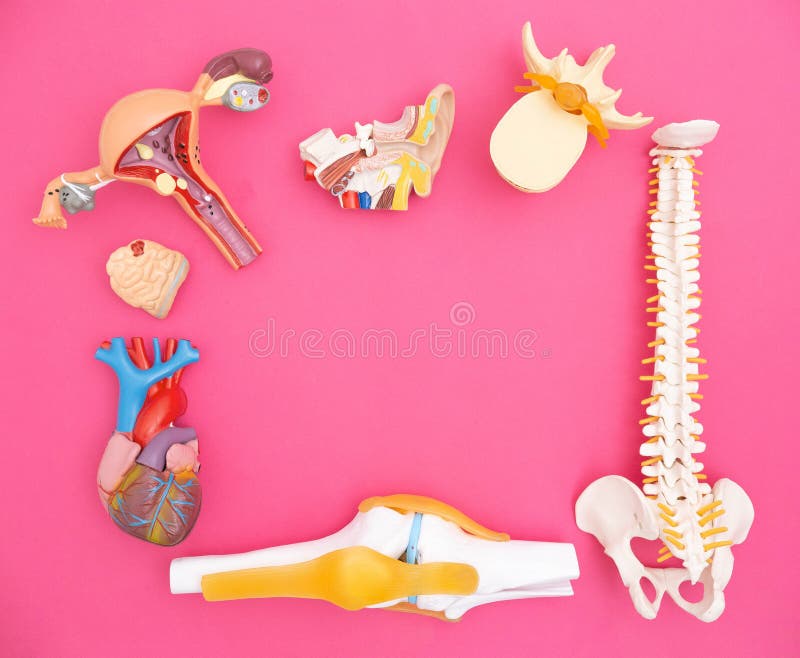 Mockups of Human Internal Organs on a Pink Background. Concept of the ...