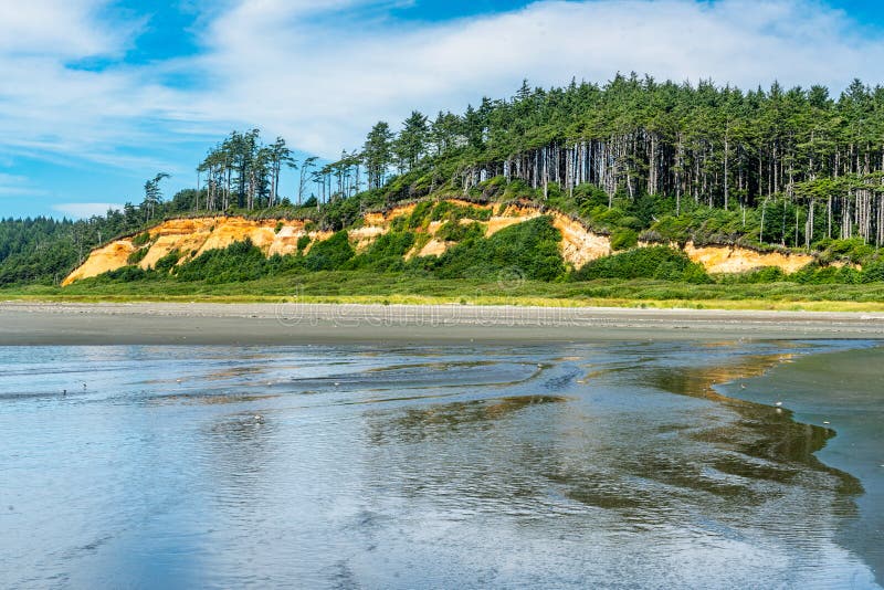 Moclips Beach and Trees 6 stock photo. Image of tourism - 331146450