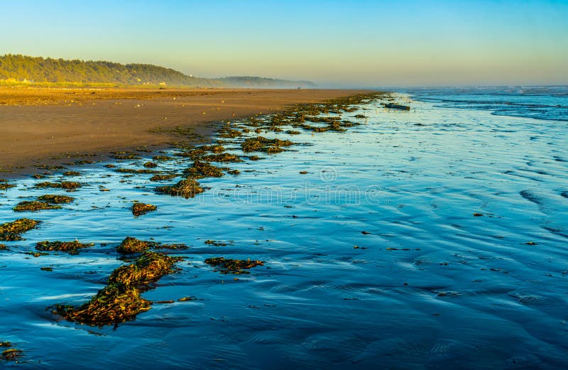 Moclips Seaweed Shoreline stock photo. Image of washington - 330585282