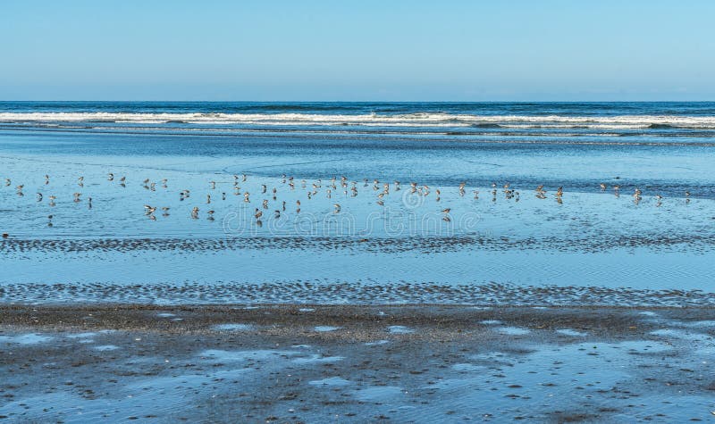 Moclips Shoreline Birds 4 stock image. Image of sand - 287868823