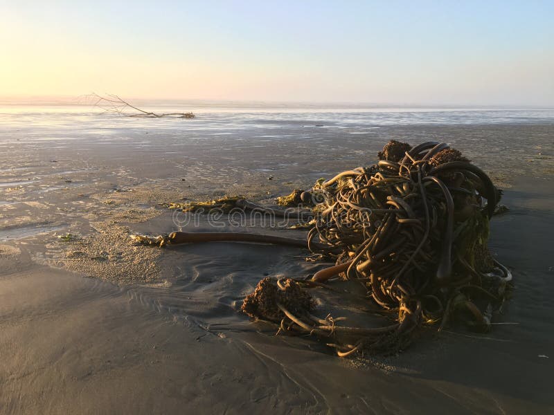 Moclips, Washington photo stock. Image du calme, rivage - 80154972