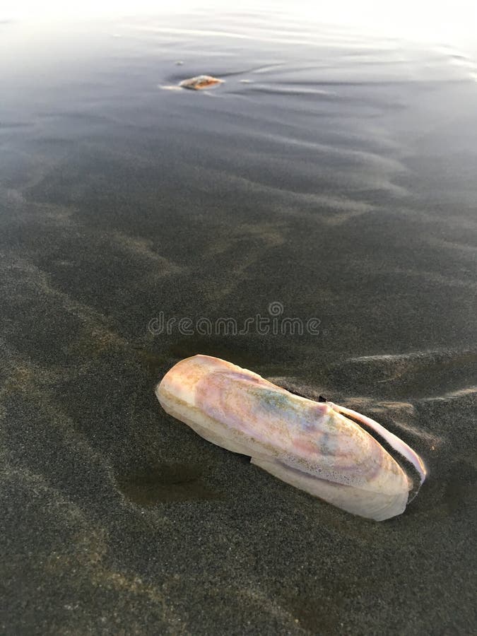 Moclips, Washington stock photo. Image of shore, sunset - 80153324