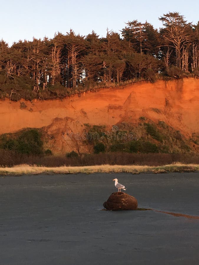 Moclips, Washington stock photo. Image of shore, sunset - 80153324