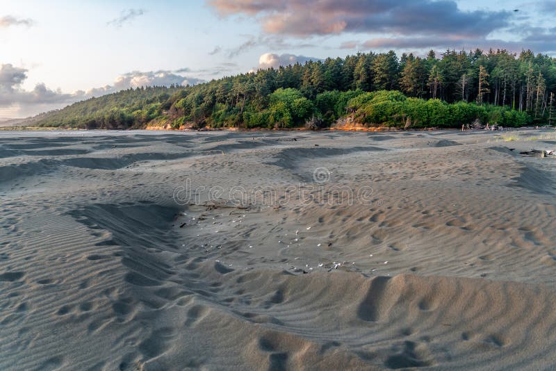 Moclups Sand and Trees stock photo. Image of tourism - 286445050