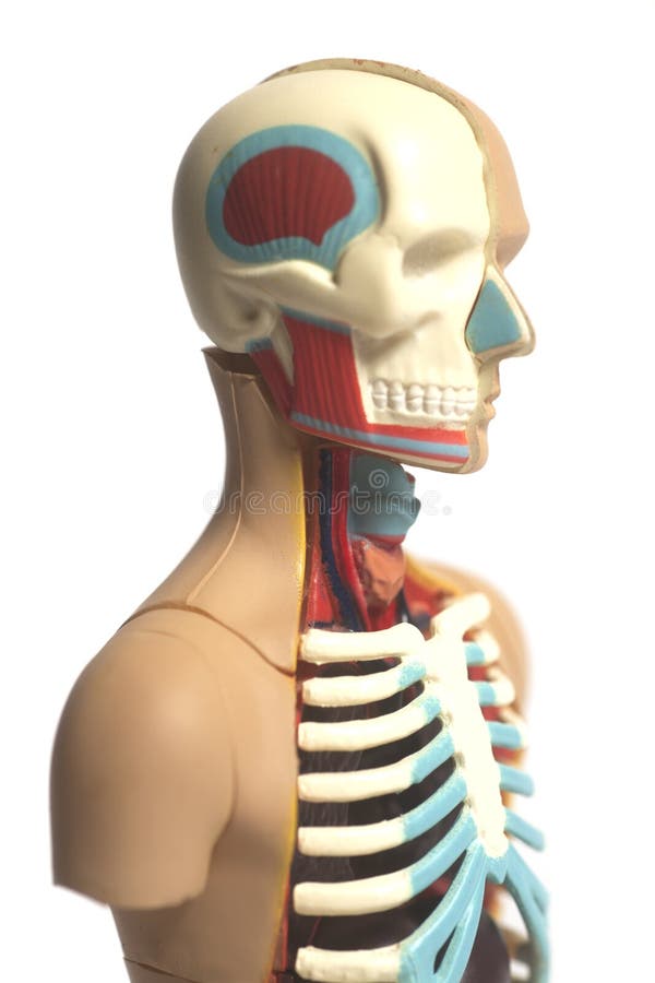 Modèle D'anatomie De Corps Humain Image stock - Image du cage, biologie ...