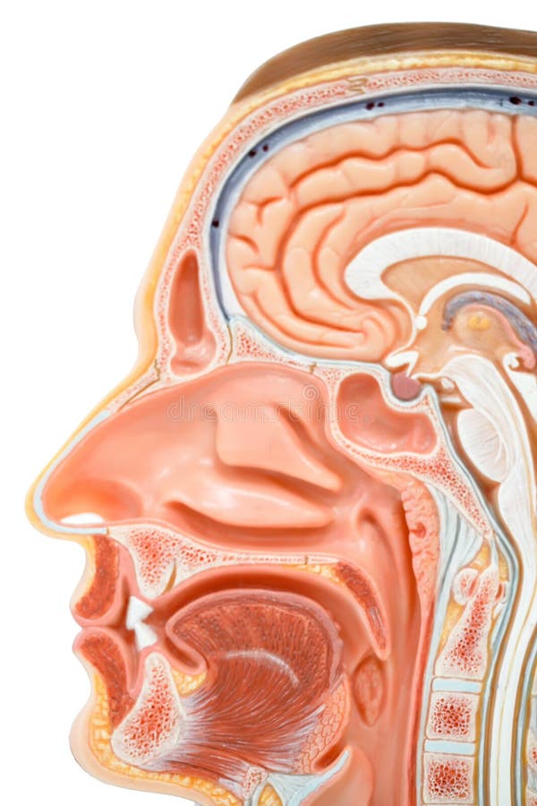 Modèle D'anatomie De Tête Humaine Photo stock - Image du tête, médical ...
