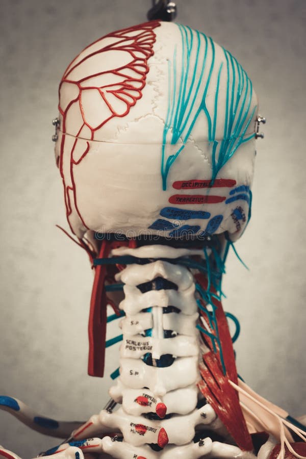 Modèle De Corps Humain D'anatomie Une Partie De Modèle De Corps Humain ...