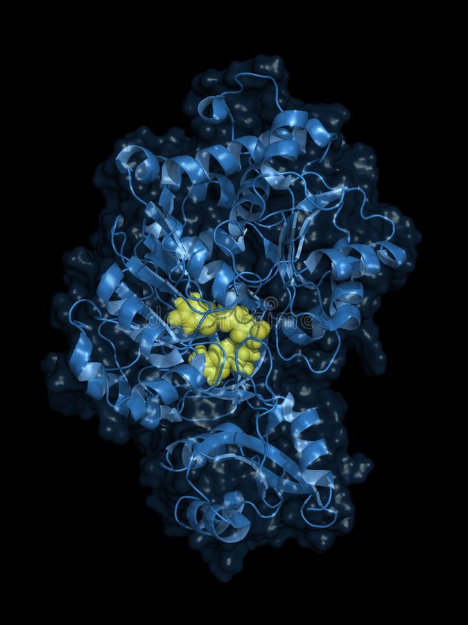 Structure De Luciferase 3d, Enzyme Oxydante Qui Produit La ...
