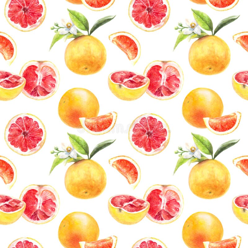 Tranche De Dessin De Pamplemousse Par L'aquarelle Illustration de ...
