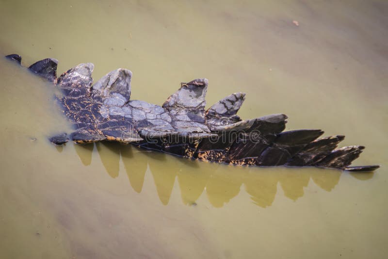 Queue De Crocodile D'eau De Mer Photo stock - Image du carnivore ...