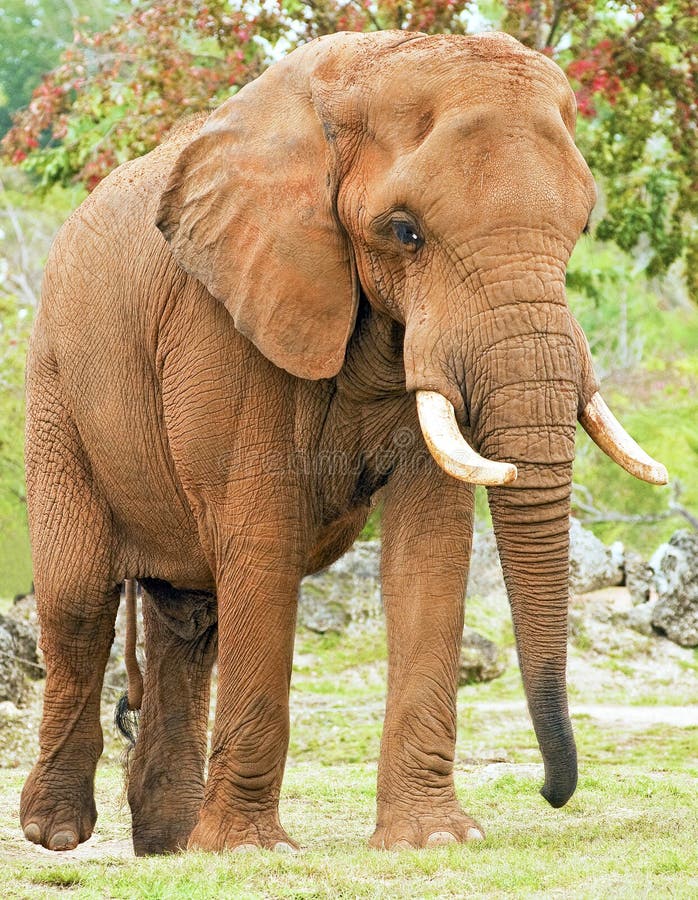 Afrikaanse Olifant stock foto. Image of macht, sterk - 13883048